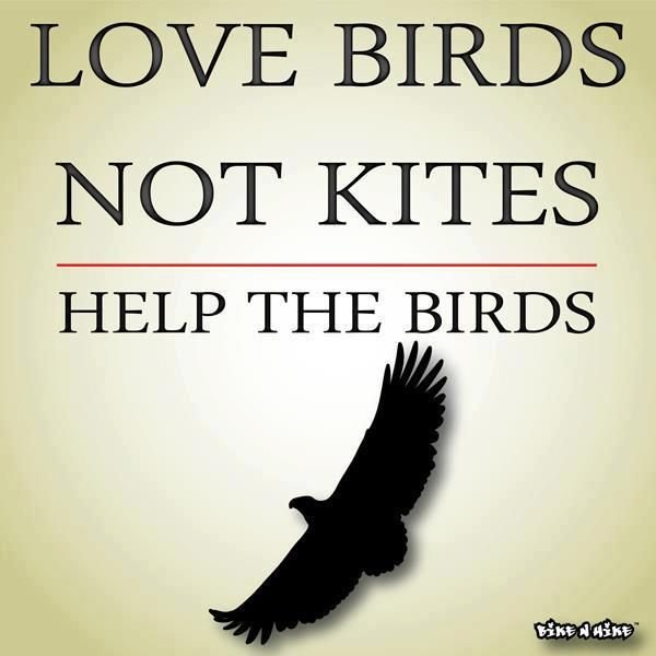 50+ Slogans on National Bird Day - Slogans Buddy