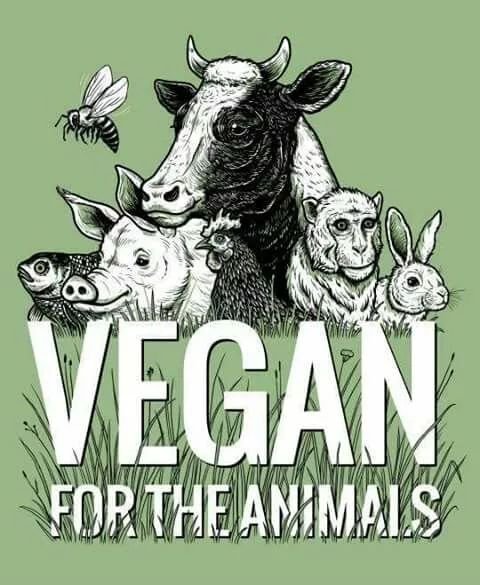 100+ Slogans on Veganism - Slogans Buddy